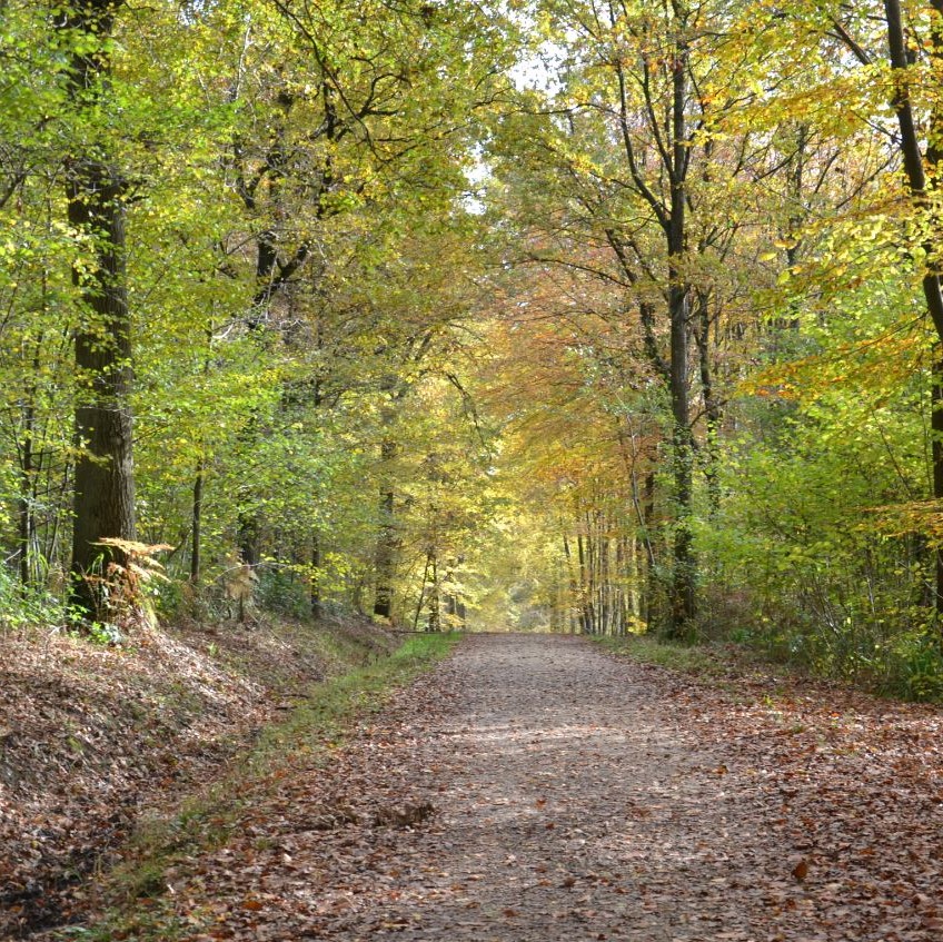 FORÊT DE MONTMORENCY : une enquête publique est organisée en vue du ...