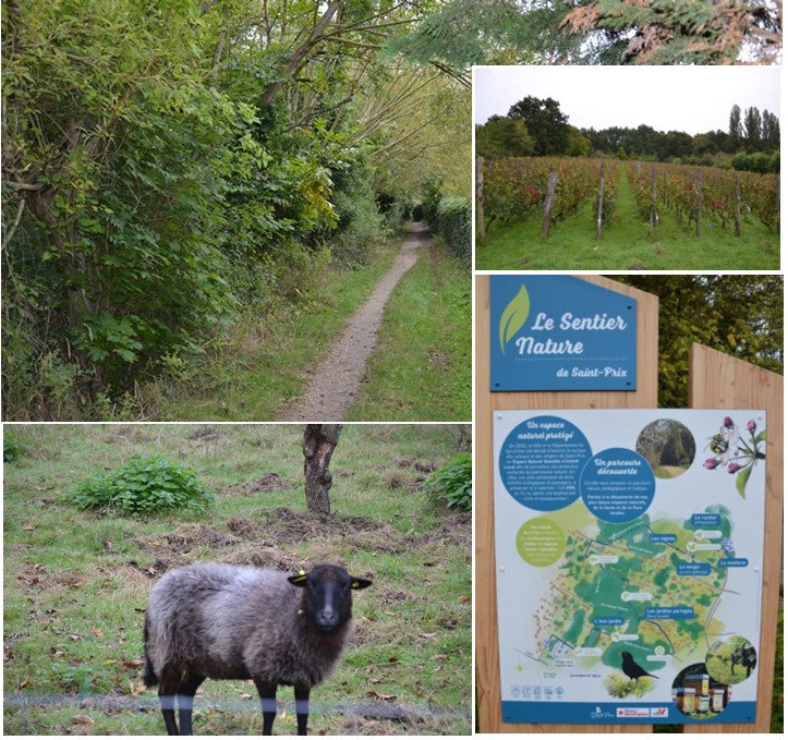 IDÉE-BALADE : découverte du "Sentier Nature" de Saint-Prix